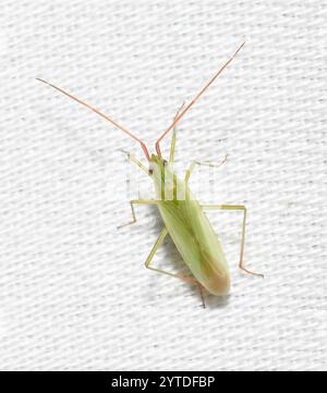 Rice Leaf Bug (Trigonotylus caelestialium Stock Photo - Alamy