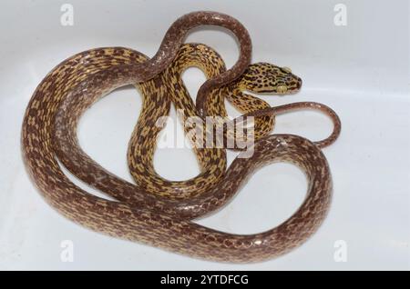Northern Marbled Nocturnal Tree Snake (Dipsadoboa flavida Stock Photo ...