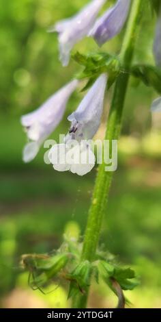 lyreleaf sage (Salvia lyrata Stock Photo - Alamy