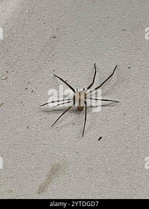 Brown Recluse (Loxosceles reclusa Stock Photo - Alamy