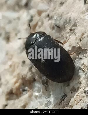Two-spotted Carpet-beetle (Attagenus pellio Stock Photo - Alamy