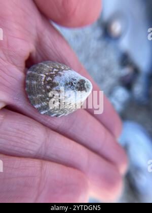 Shield Limpet (Lottia pelta Stock Photo - Alamy