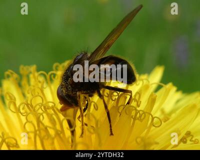 American Snout Fly (Rhingia nasica Stock Photo - Alamy