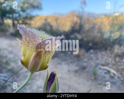 intermediate mariposa lily (Calochortus weedii intermedius Stock Photo ...