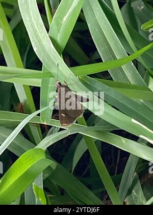 Three-spotted Skipper (Cymaenes tripunctus Stock Photo - Alamy
