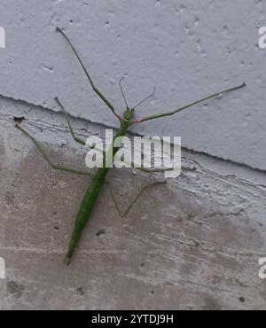 Unarmed Stick-insect; Acanthoxyla inermis; Summer; Cornwall; UK Stock ...