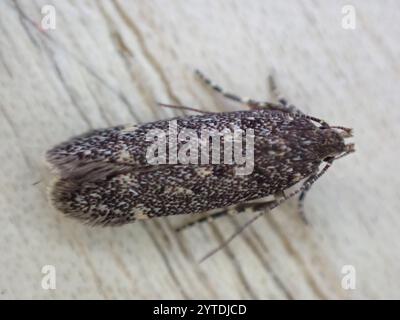 Dark Groundling (Bryotropha affinis Stock Photo - Alamy