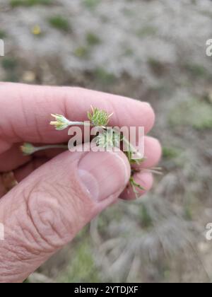 Curveseed Butterwort (Ceratocephala testiculata Stock Photo - Alamy