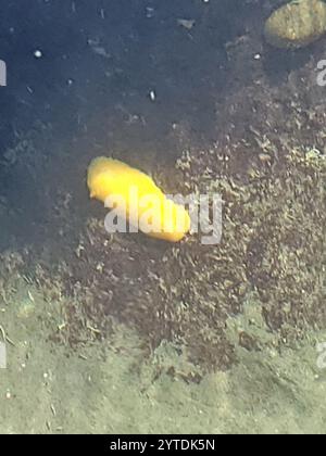 Monterey Dorid (Doris montereyensis Stock Photo - Alamy