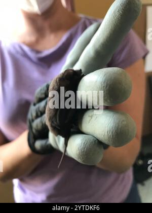 Eastern Free-tailed Bat (Ozimops ridei Stock Photo - Alamy