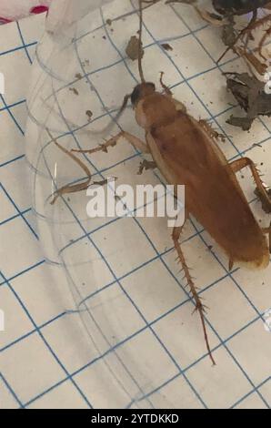 Turkestan Cockroach (Periplaneta lateralis Stock Photo - Alamy