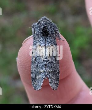 Banded Pebble Moth (Gluphisia severa Stock Photo - Alamy
