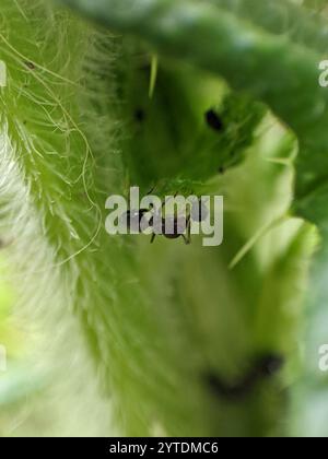 Acrobat Ant (Crematogaster cerasi Stock Photo - Alamy