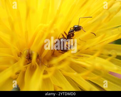 New World Black Ant (Formica neogagates Stock Photo - Alamy