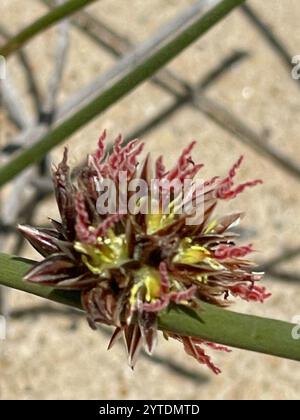 salt rush (Juncus breweri Stock Photo - Alamy