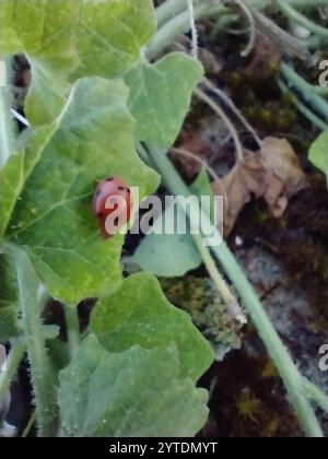 Bryony Ladybird (Henosepilachna argus Stock Photo - Alamy