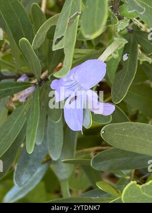 Blue Bushviolet (Barleria obtusa Stock Photo - Alamy