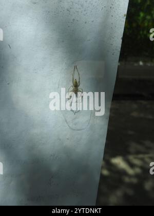 Agrarian Sac Spider (Cheiracanthium inclusum Stock Photo - Alamy