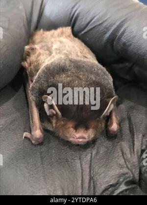 Gould's Wattled Bat (Chalinolobus gouldii Stock Photo - Alamy