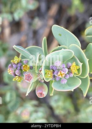 Cape Sumach (Colpoon compressum Stock Photo - Alamy