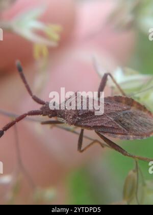 Denticulate Leatherbug (Coriomeris denticulatus Stock Photo - Alamy