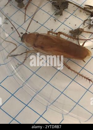 Turkestan Cockroach (Periplaneta lateralis Stock Photo - Alamy