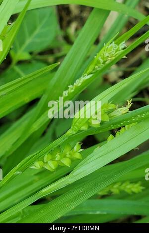 Carex sect. Paniceae (Paniceae Stock Photo - Alamy