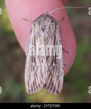Heterodox Wainscot Moth (Leucania insueta Stock Photo - Alamy