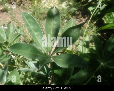Santa Lucia Lupine (Lupinus cervinus Stock Photo - Alamy