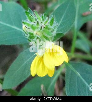 Yellow Justicia (Justicia flava Stock Photo - Alamy