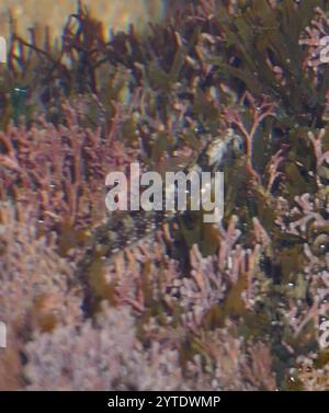 horned rockskipper (Antennablennius bifilum Stock Photo - Alamy