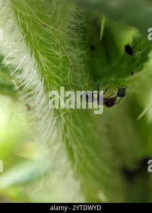 Cherry Acrobat Ant (Crematogaster cerasi), Insecta, Dodge County, WI ...