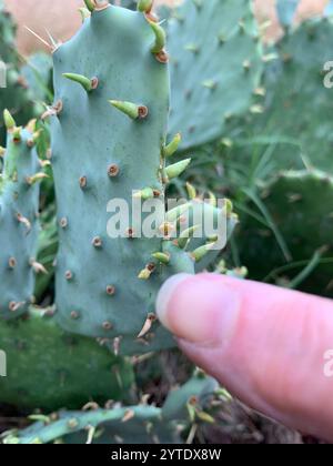Western Pricklypear (Opuntia orbiculata Stock Photo - Alamy