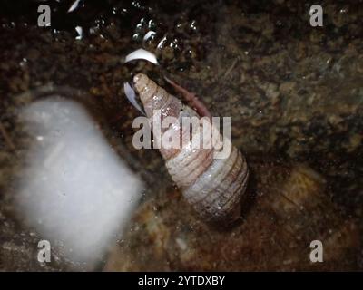 Threaded Bittium (Neostylidium eschrichtii Stock Photo - Alamy