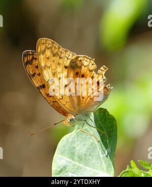 African Leopard (Phalanta phalantha aethiopica Stock Photo - Alamy
