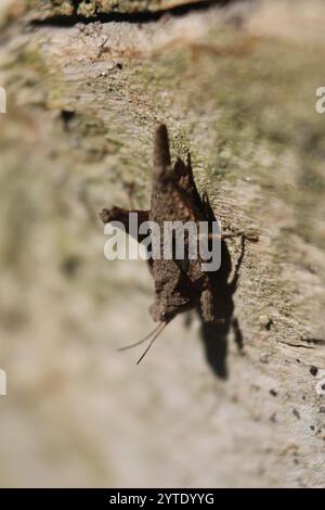 Obscure Grouse Locust (Tetrix arenosa Stock Photo - Alamy