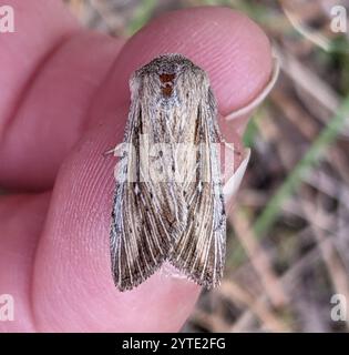 Heterodox Wainscot Moth (Leucania insueta Stock Photo - Alamy
