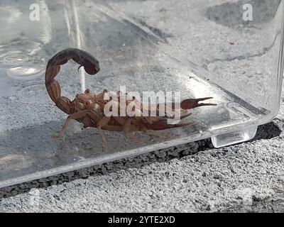 Edward's Bark Scorpion (Centruroides edwardsii Stock Photo - Alamy