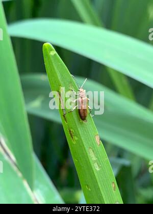 plain reed beetle (Donacia simplex Stock Photo - Alamy