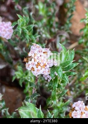 Creeping Snakebush (Stoebe prostrata Stock Photo - Alamy
