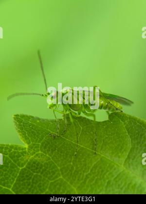 Twin-spotted Rhogogaster (Rhogogaster punctulata Stock Photo - Alamy