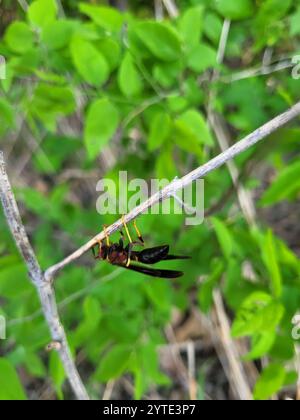 Ringed Paper Wasp (Polistes annularis), Insecta, Ferriday, LA, US Stock ...