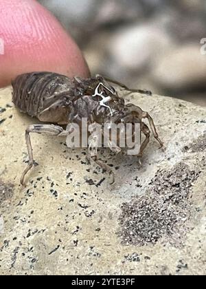 Common Sanddragon (Progomphus obscurus Stock Photo - Alamy
