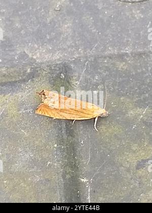 Red Piercer (Lathronympha strigana Stock Photo - Alamy