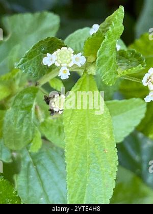 Fever Tea (Lippia javanica Stock Photo - Alamy