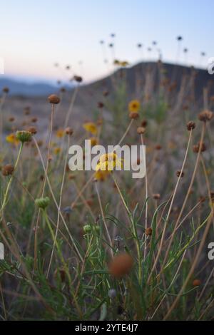 Skeletonleaf Goldeneye (Sidneya tenuifolia Stock Photo - Alamy