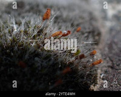 Steppe mouse-moss (Coscinodon calyptratus Stock Photo - Alamy