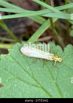 Yellow Sally Stonefly (Isoperla grammatica Stock Photo - Alamy