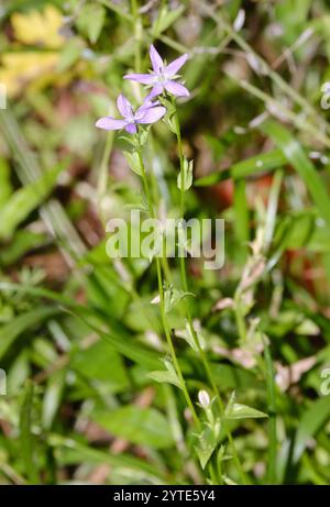 Venus's looking-glass (Triodanis biflora Stock Photo - Alamy