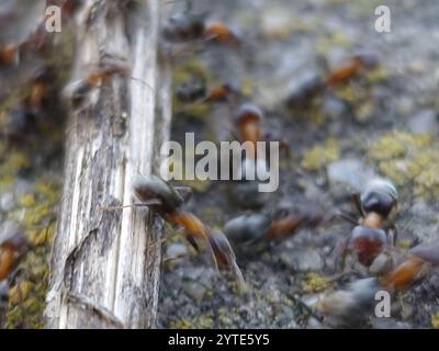 Small-headed tree ant (Liometopum microcephalum Stock Photo - Alamy